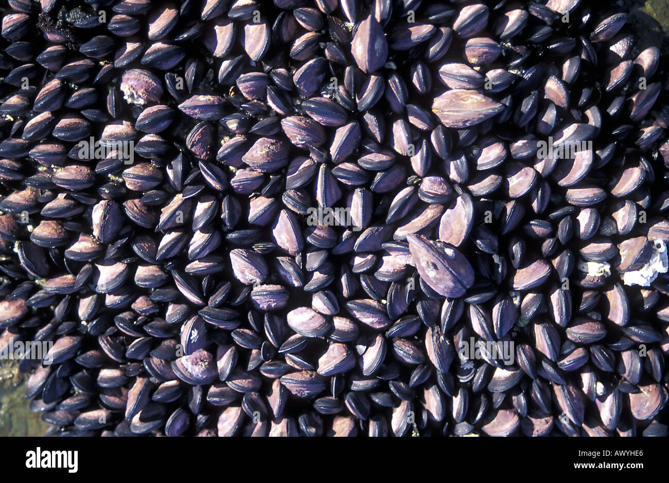Purple mussels Brachionotus rostratus intertidal southeastern Tasmania ...