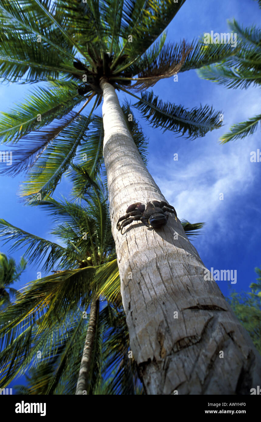 Endangered coconut crab Birgus latro Wakatobi National Marine Park ...