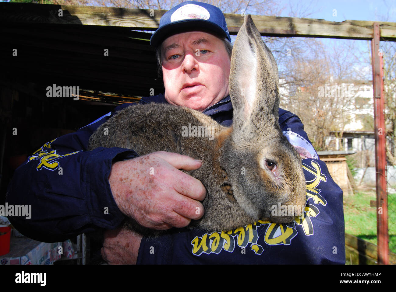 German grey giant rabbit hi-res stock photography and images - Alamy