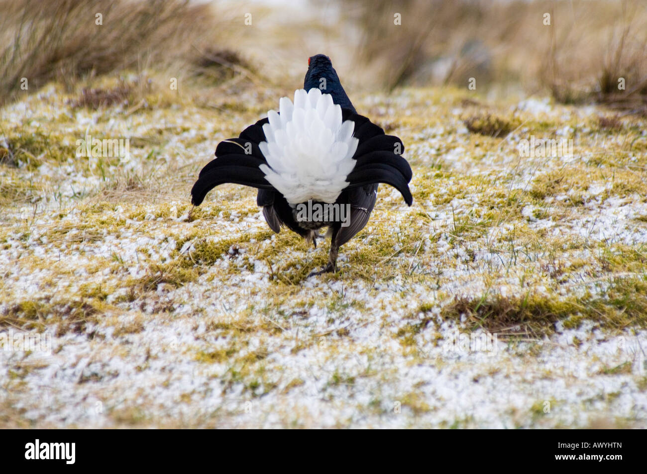 Black Grouse (Tetrao tetrix) on lek Corrimony RSPB Stock Photo - Alamy
