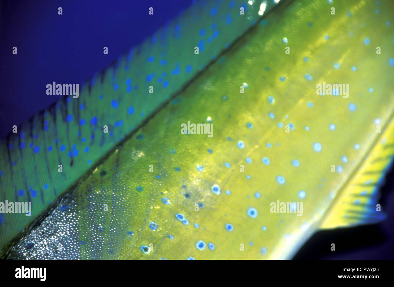 Mahi mahi detail hi-res stock photography and images - Alamy