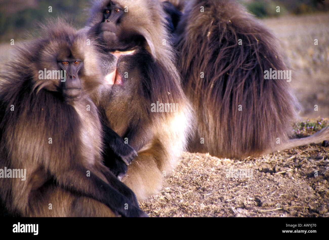 Simen mountains national park hi-res stock photography and images - Alamy