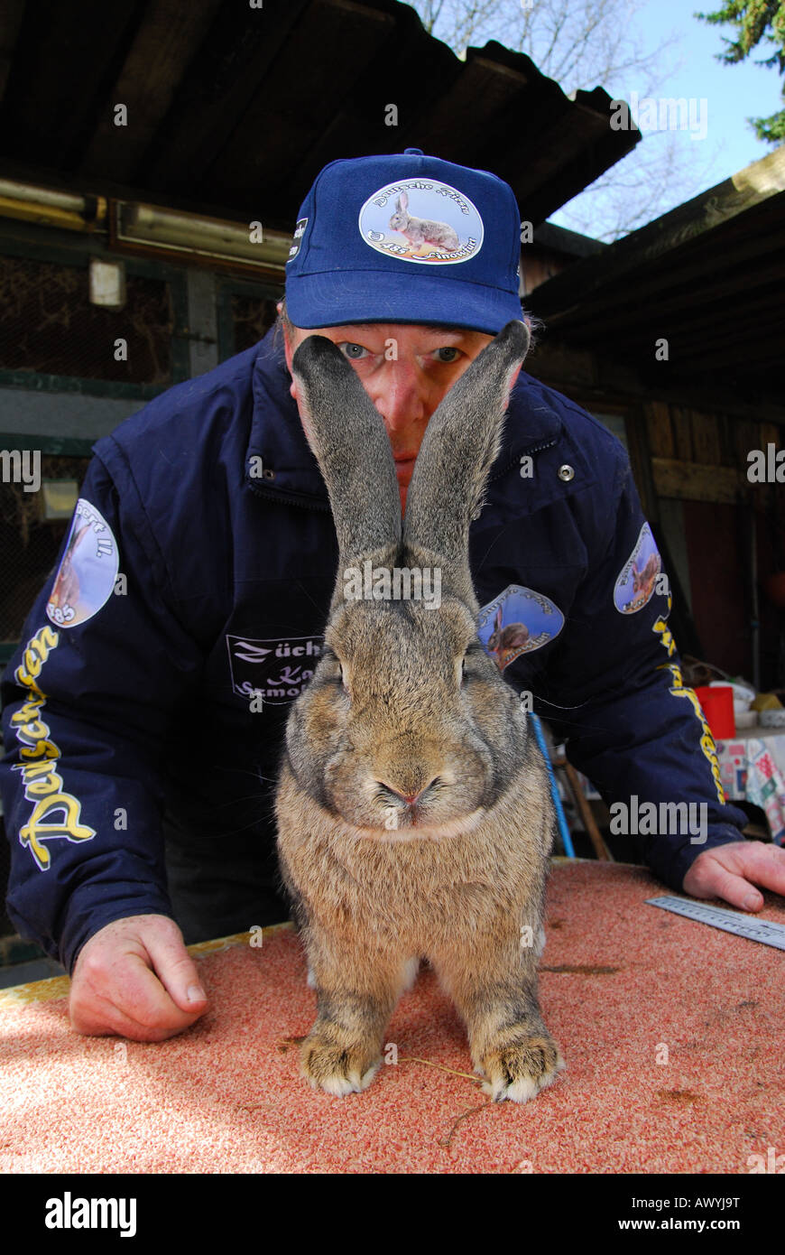 German rabbit breeder Karl Szmolinsky with one of his giant rabbits ...