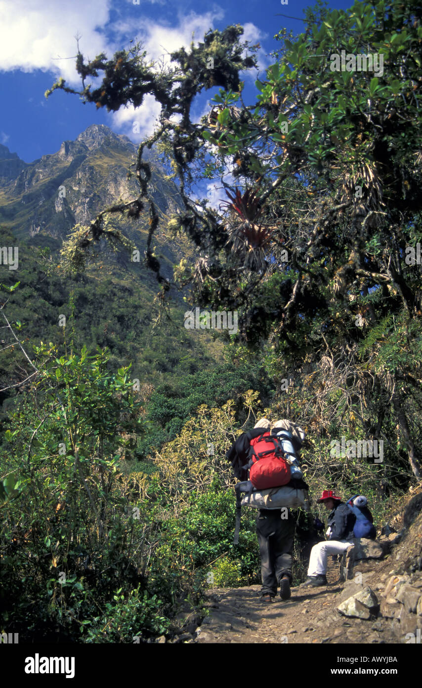 Ecotourists hiking through cloud forest trail to Dead Woman Pass the ...