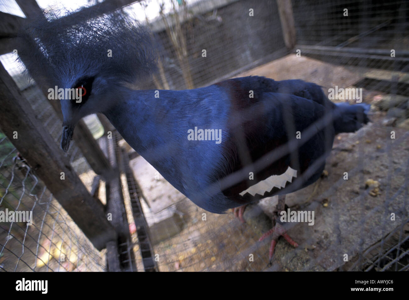 Poor pigeon hi-res stock photography and images - Alamy