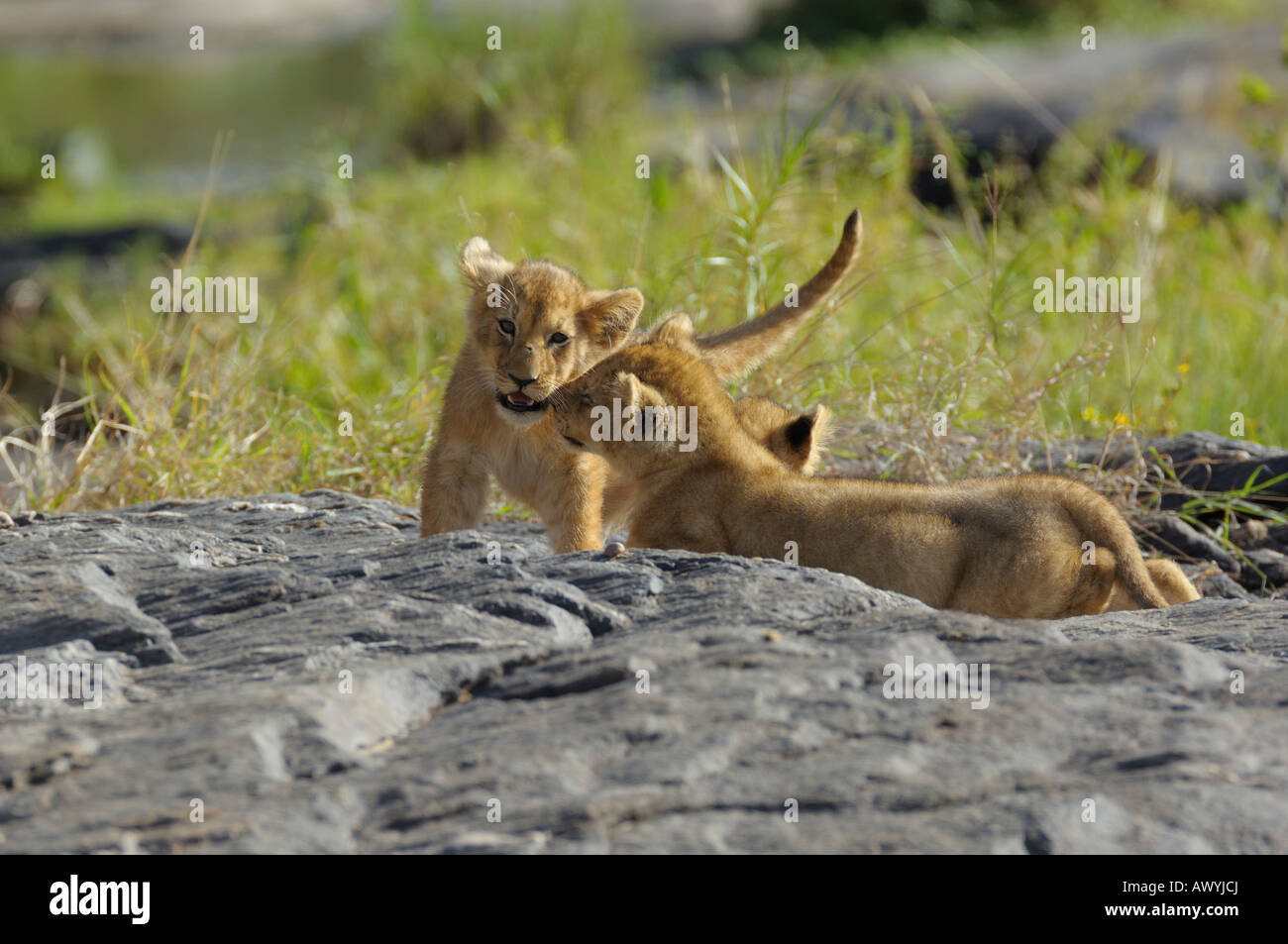 Lion cub, Maasai Mara, Kenya Stock Photo - Alamy