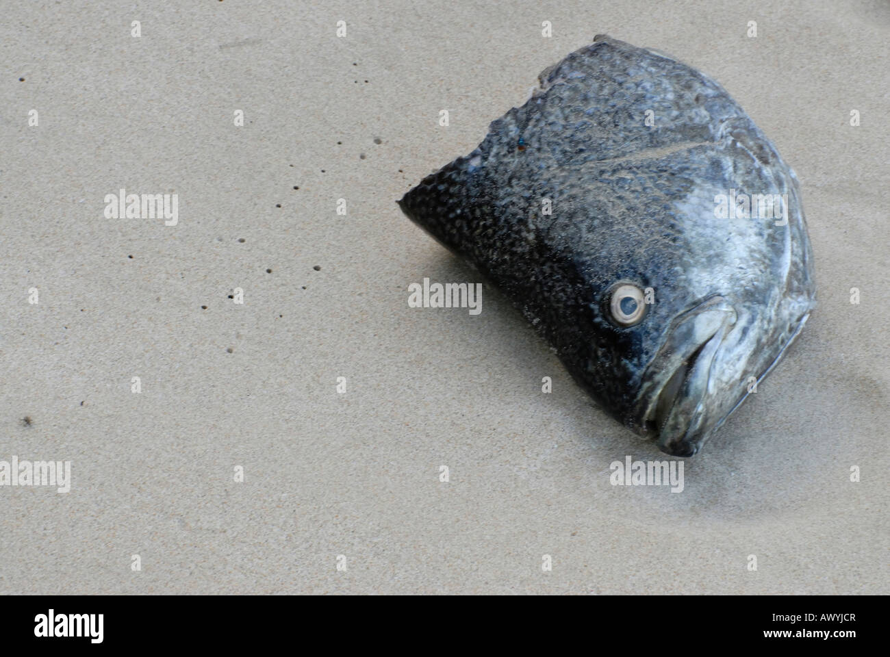 a fish head laying on the beach in tobago Stock Photo - Alamy