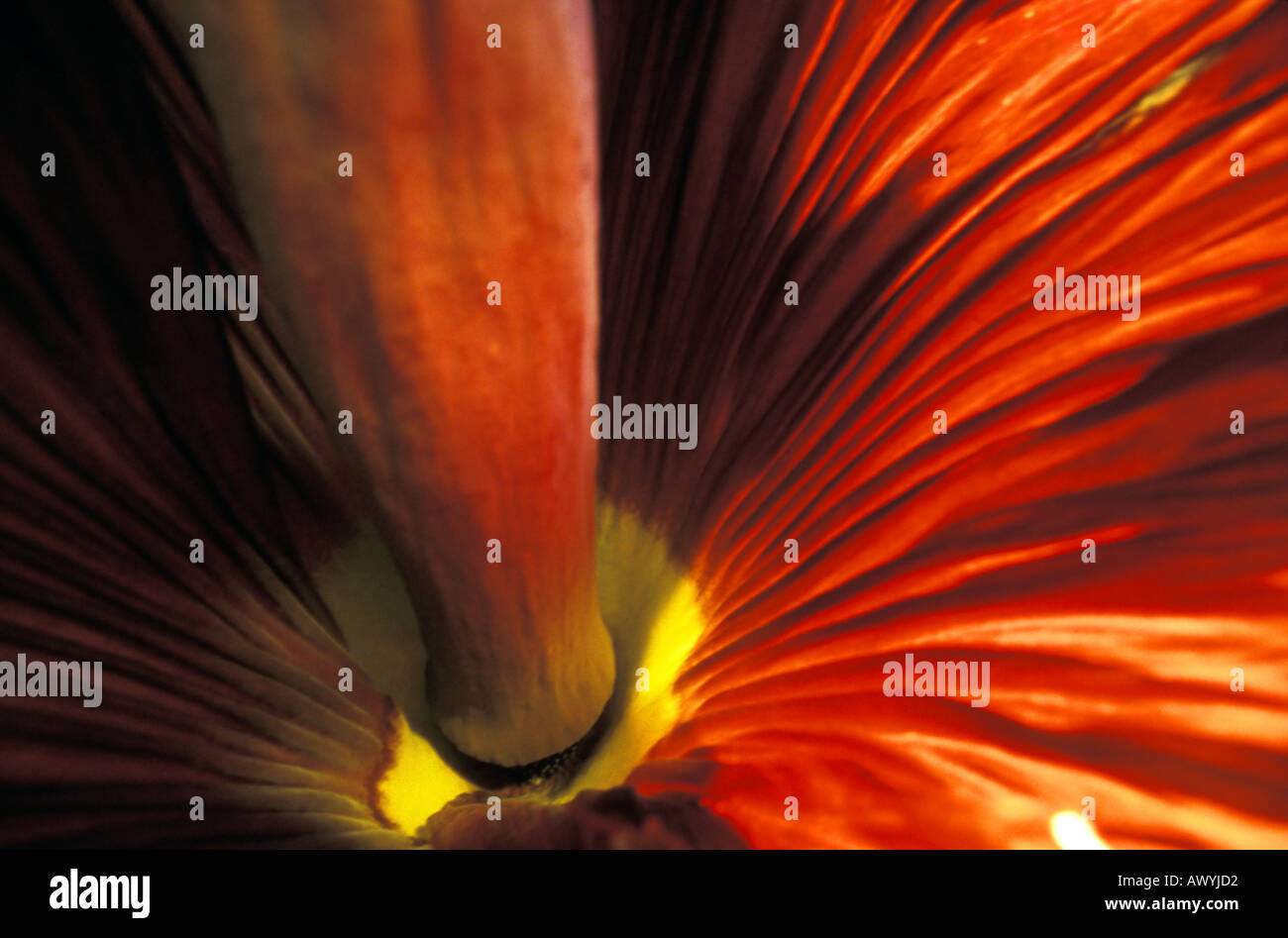 Sumatran flower hi-res stock photography and images - Alamy