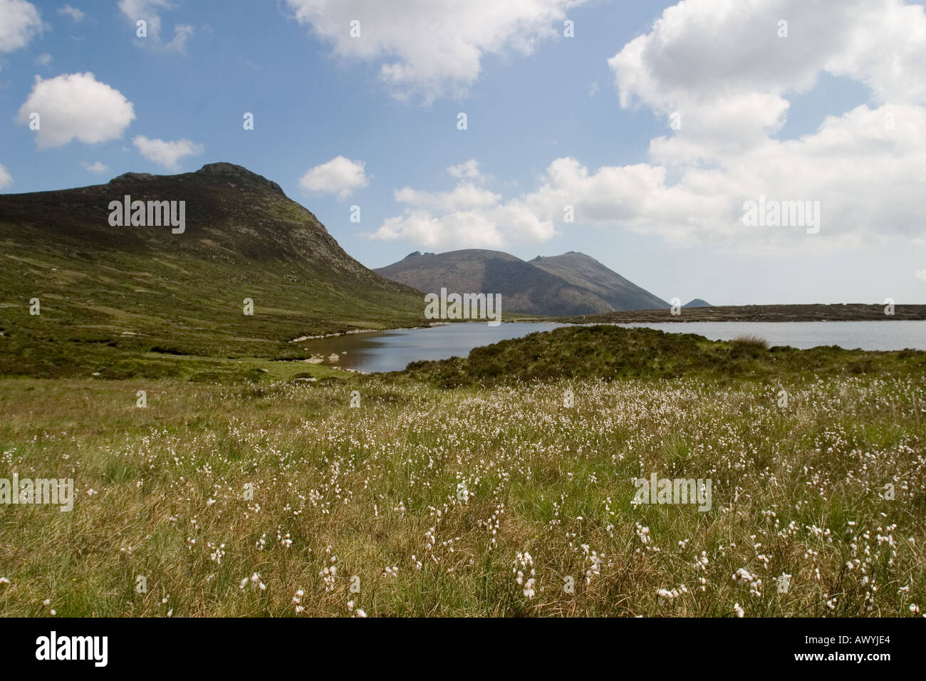 Bog cotton ireland hi-res stock photography and images - Alamy