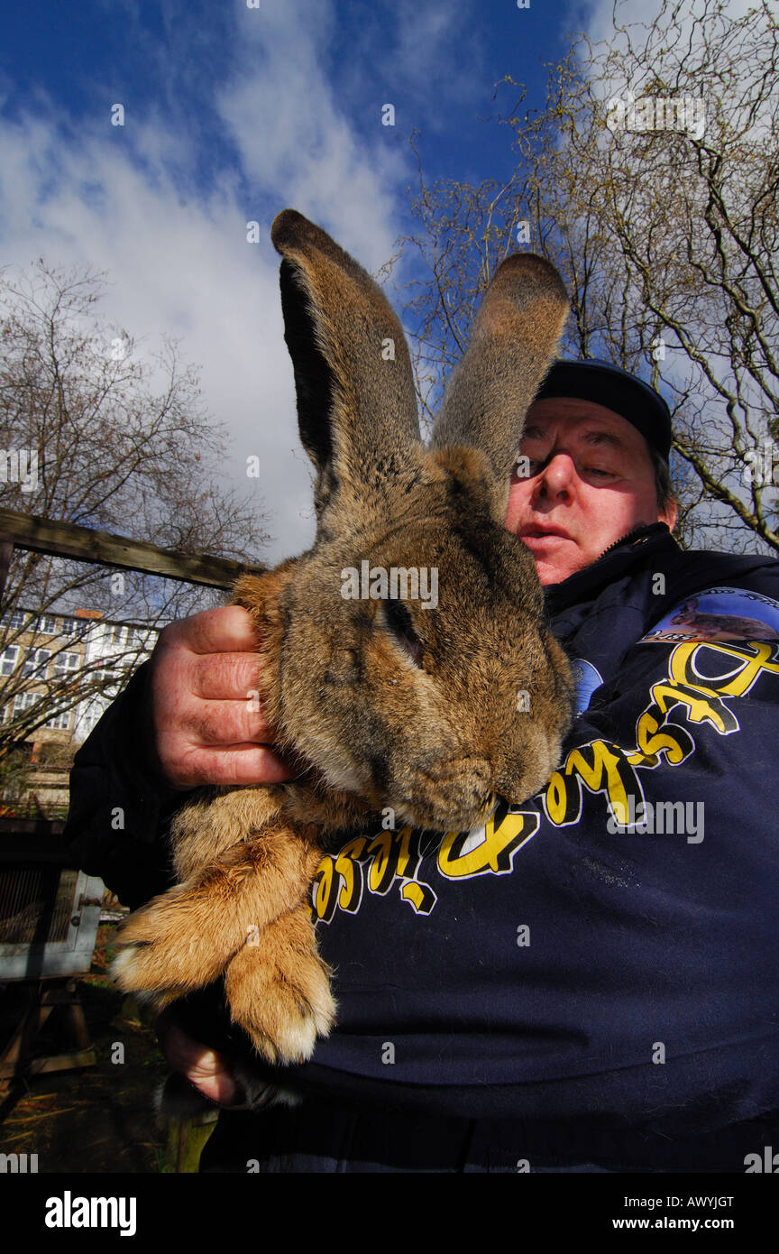 German rabbit breeder Karl Szmolinsky with his giant rabbit Robert II ...