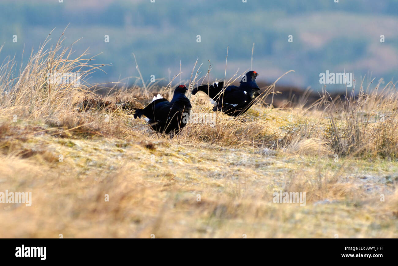 Black Grouse (Tetrao tetrixon) lek Corrimony RSPB reserve Stock Photo ...