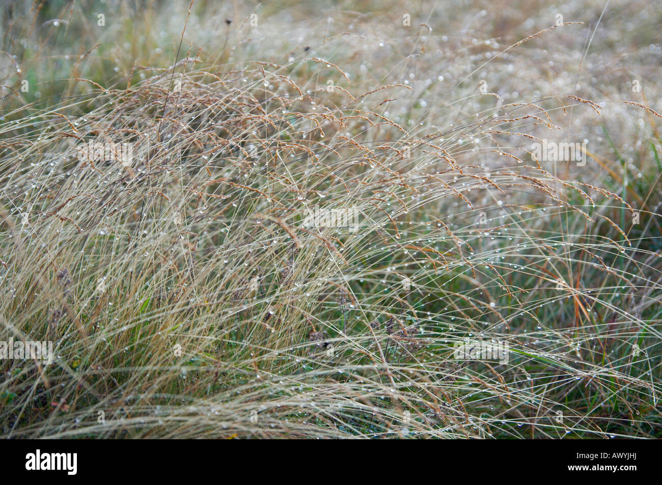 Morning dew on fall meadow grass misty morning Stock Photo - Alamy
