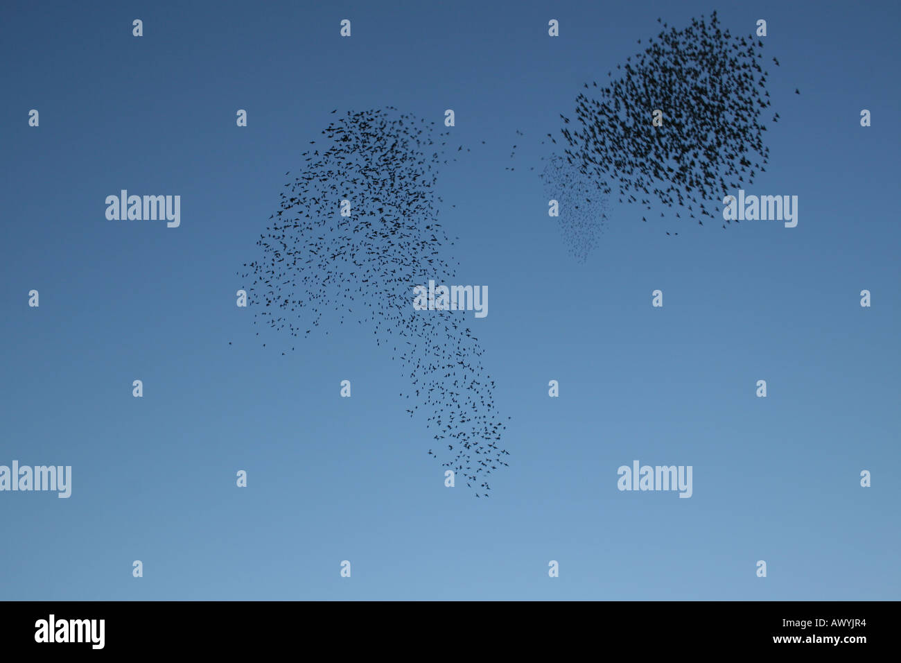 Starlings flying in formation at dusk hi-res stock photography and ...