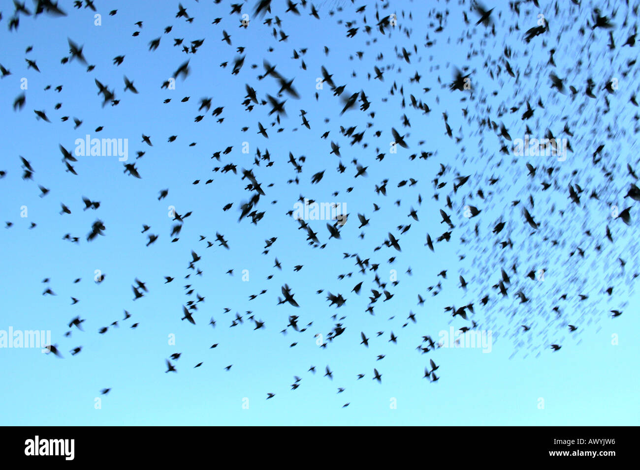 Starlings flying in formation at dusk hi-res stock photography and ...