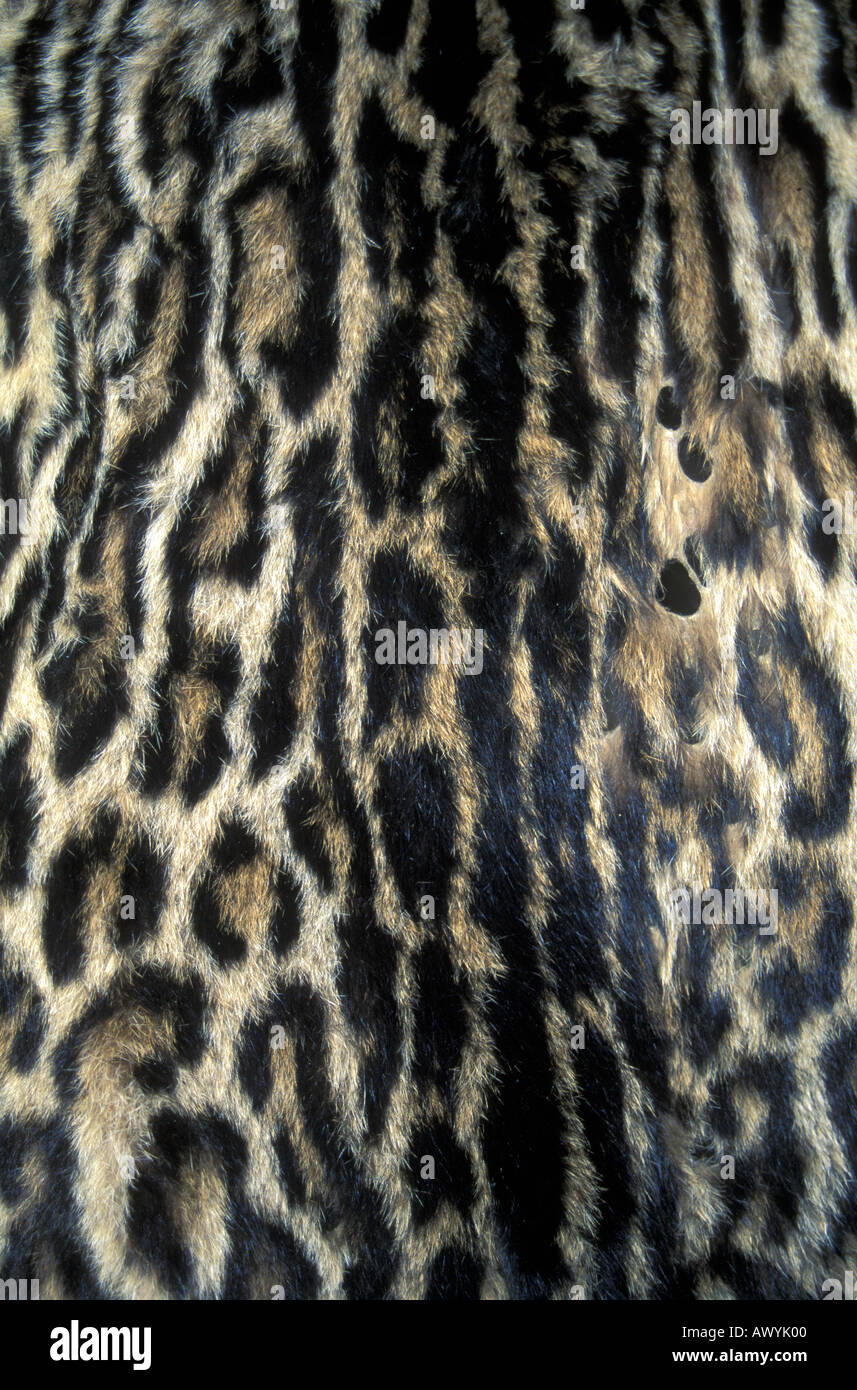 Shotgun pellet holes in pelt of recently shot jaguar Panthera onca on ...