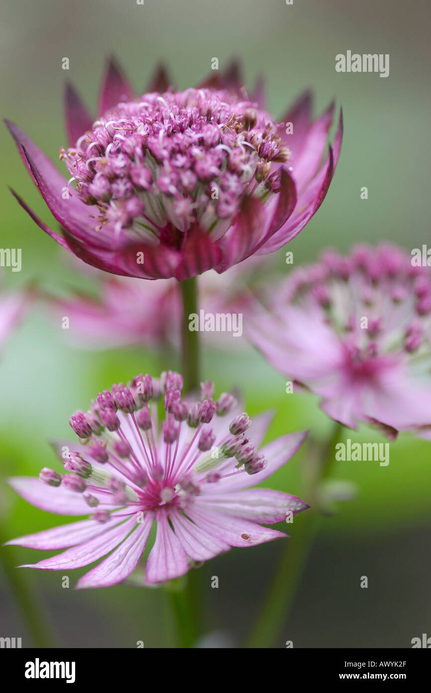 Astranta major (Gill Richardson) flowers close up abstract Stock Photo ...