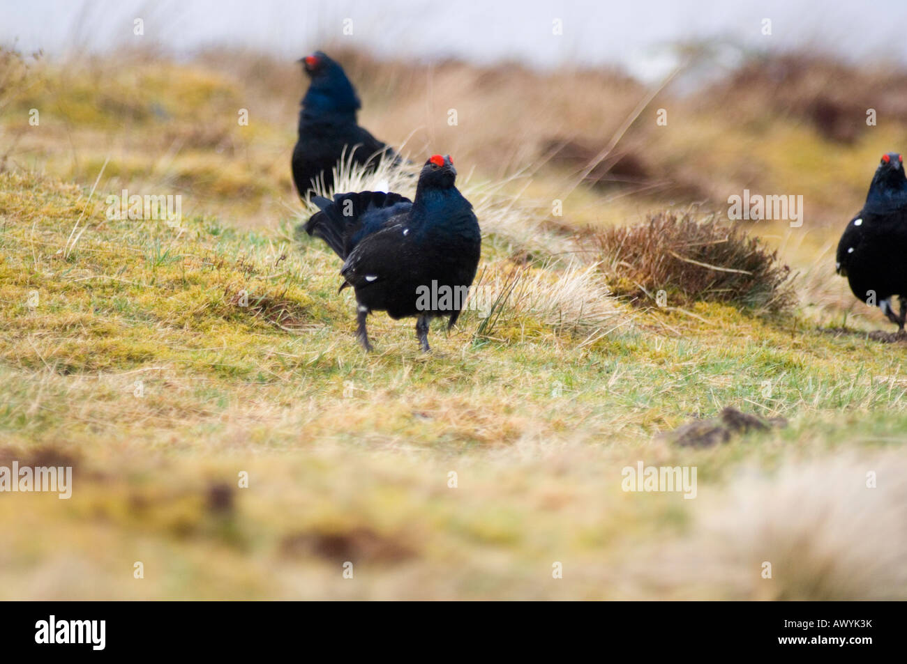 Black Grouse (Tetrao tetrix) lekking Corrimony RSPB reserve Scotland ...