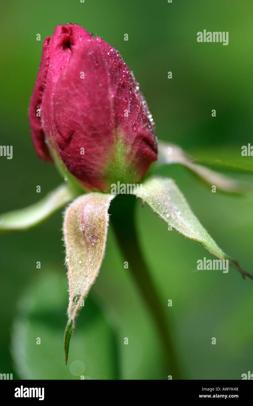 Partially opened bud hi-res stock photography and images - Alamy