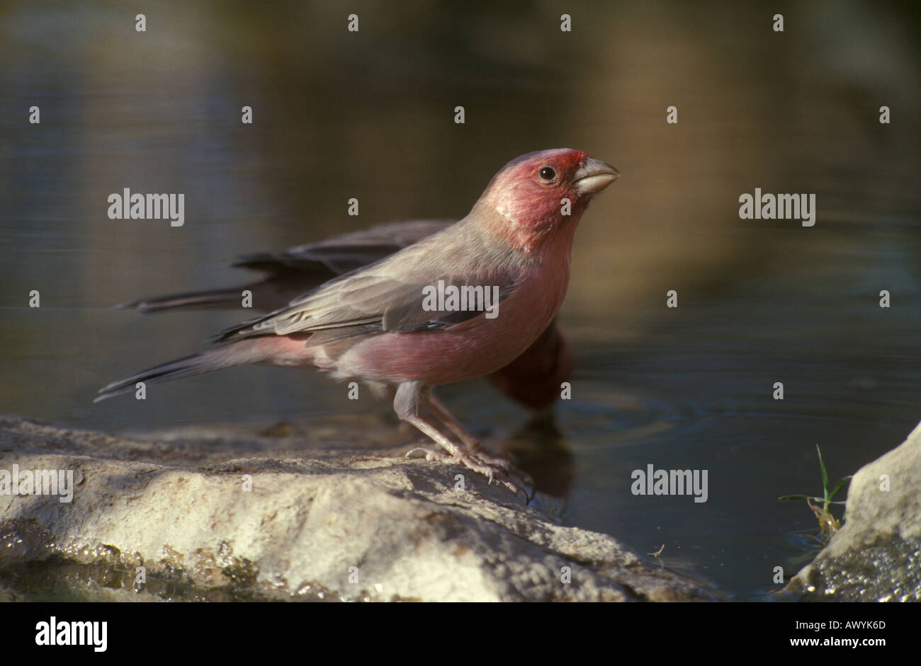 sinai rose finch Stock Photo - Alamy