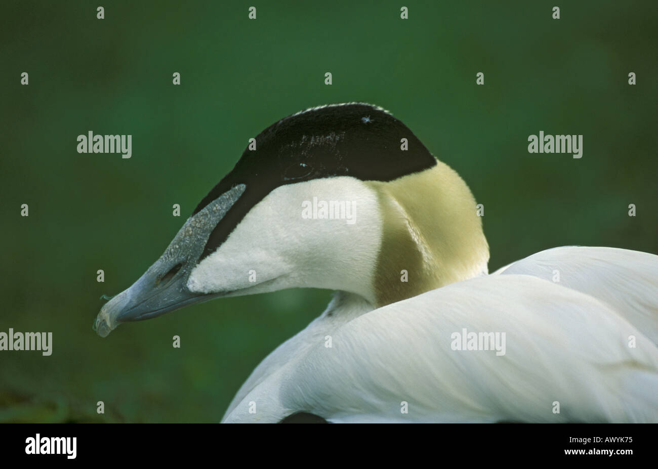 Feather quilt hi-res stock photography and images - Alamy