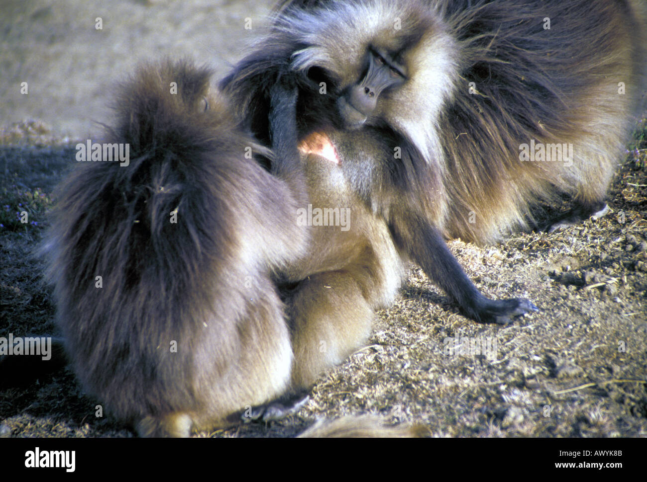 Gelada baboon and ethiopia and cliff hi-res stock photography and ...