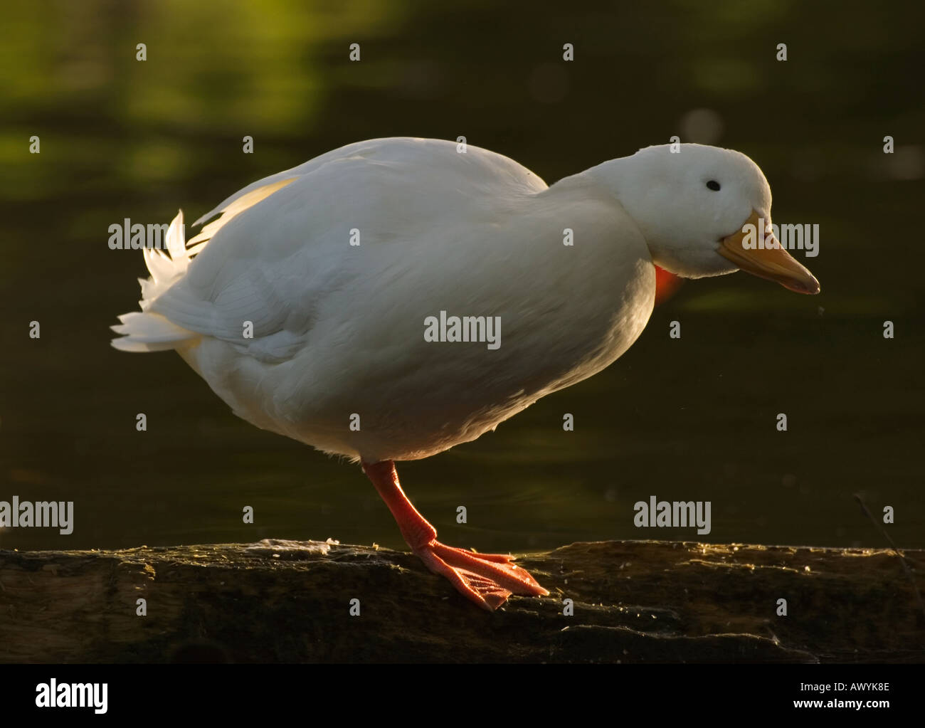 Duck fly snow hi-res stock photography and images - Alamy