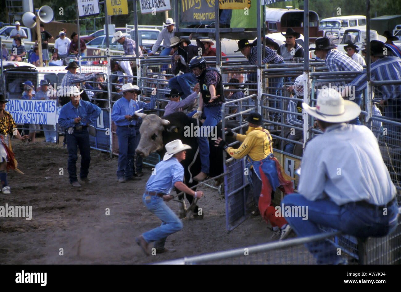 Everyone rushes to the rails as the bull comes out Moruya Rodeo New ...