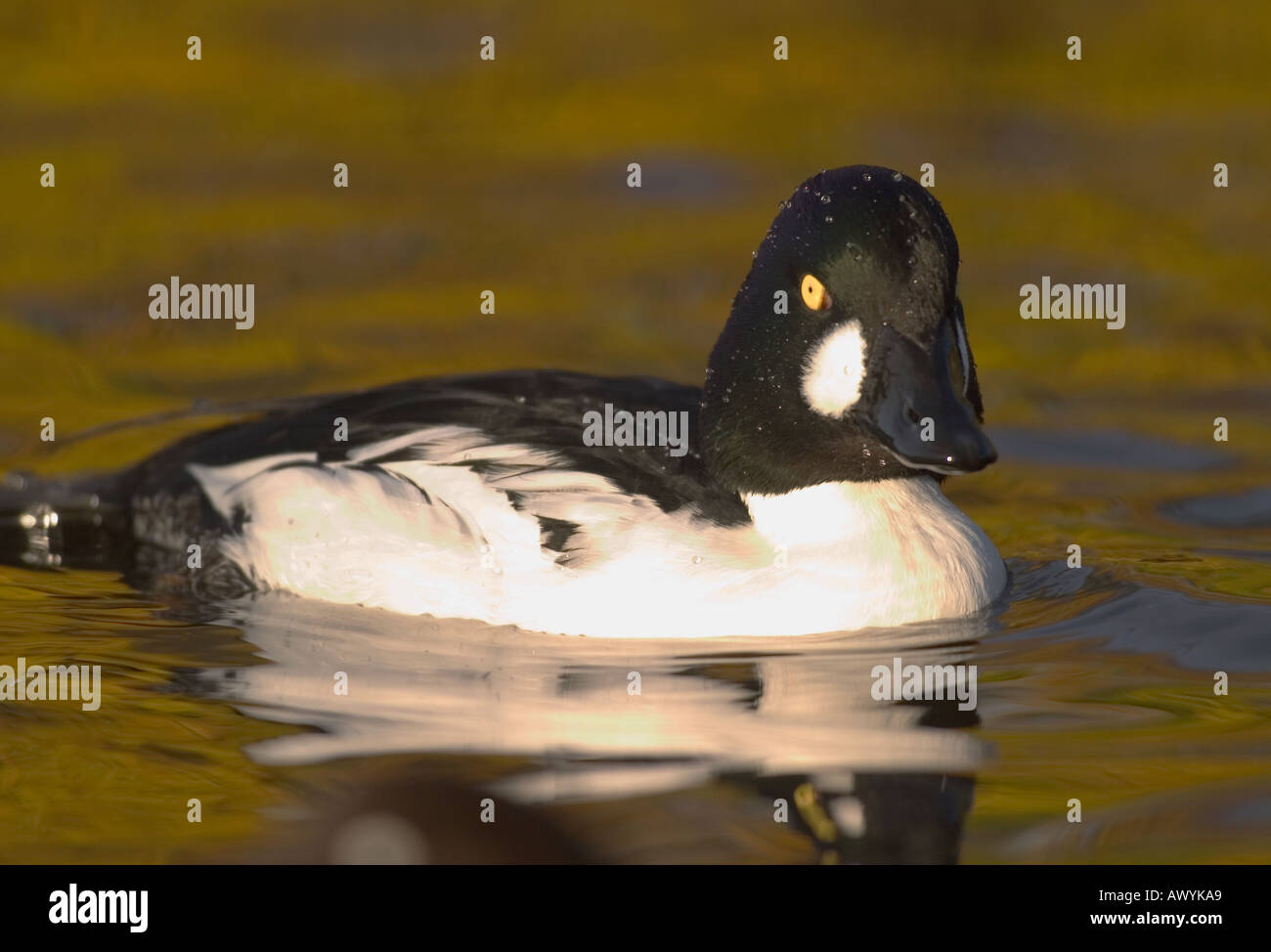 Ducking pond hi-res stock photography and images - Alamy