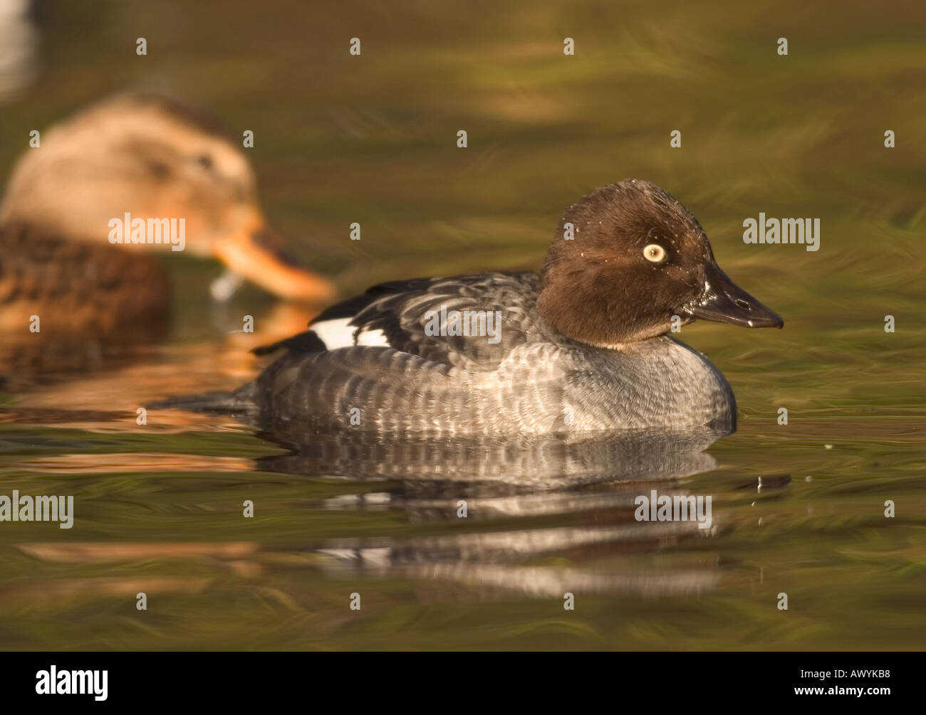 Goldeneye ducks feeding in hi-res stock photography and images - Alamy