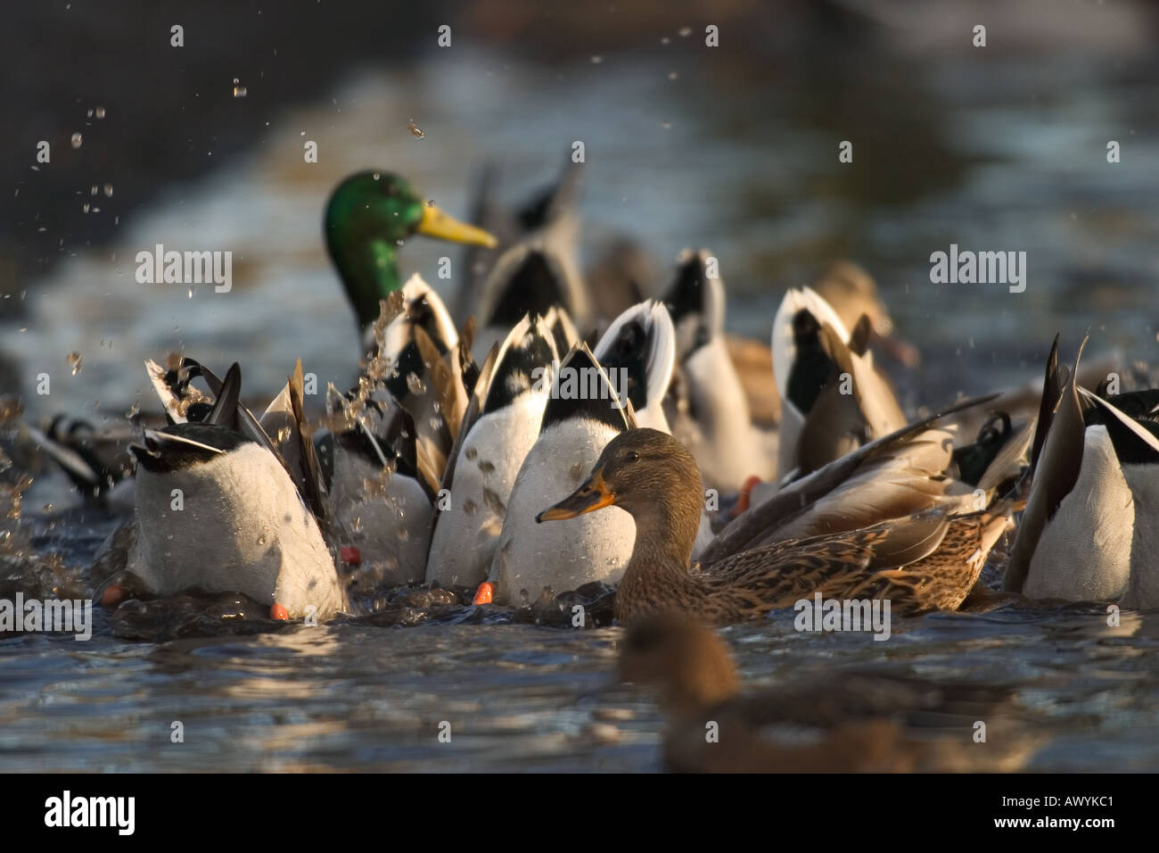 Ducks bottom hi-res stock photography and images - Alamy