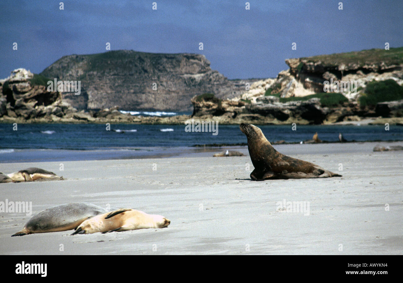 Sea Lion at the Seal Bay Conservation Park on Kangaroo Island in South ...
