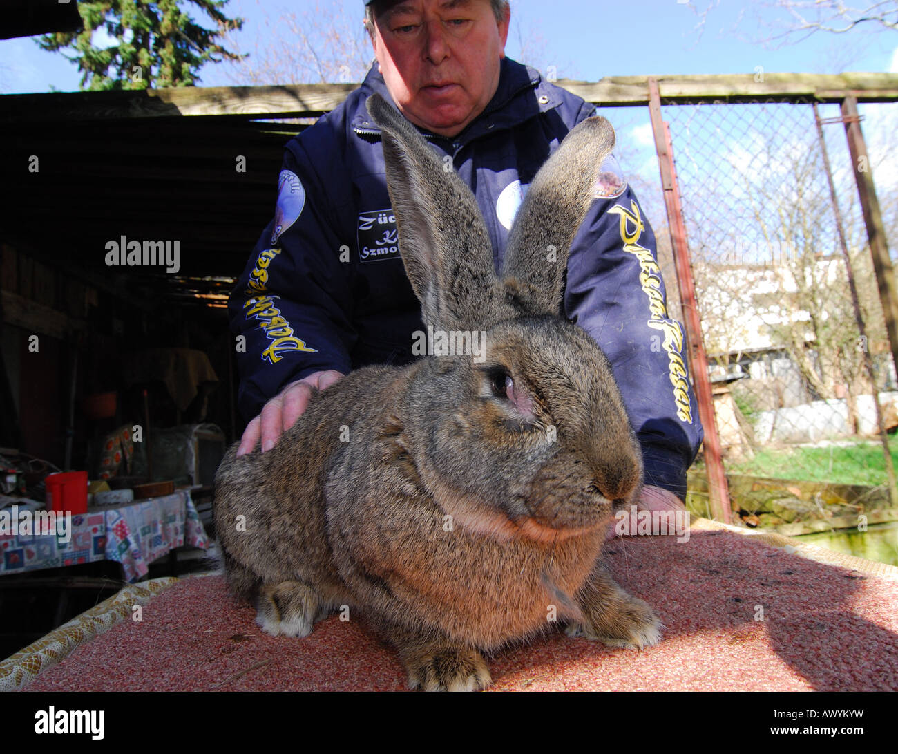 German rabbit breeder Karl Szmolinsky with his giant rabbit Robert II ...
