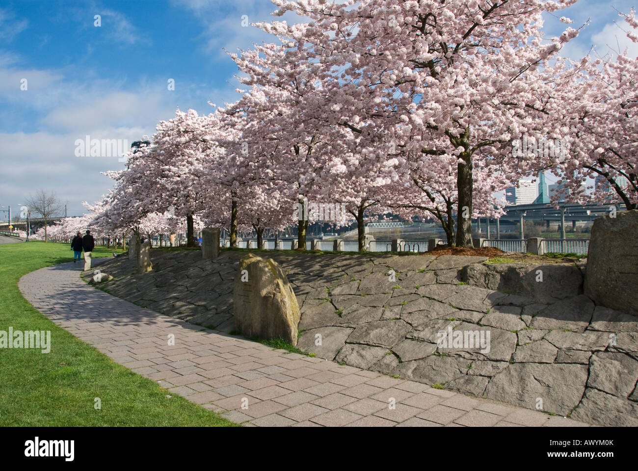 Cherry blossoms in springtime at the Japanese American Historical Plaza ...
