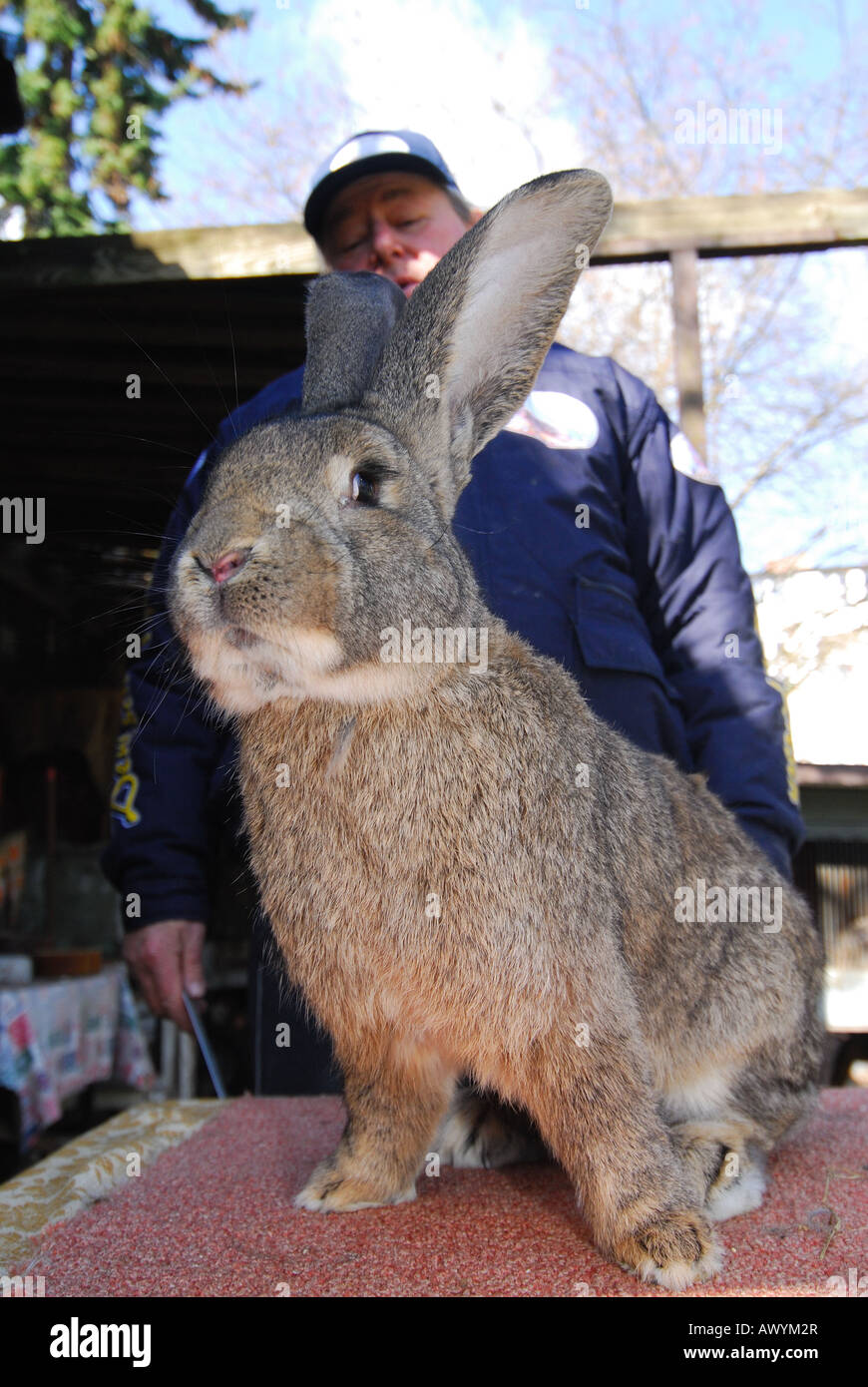 German rabbit breeder Karl Szmolinsky with one of his giant rabbits ...