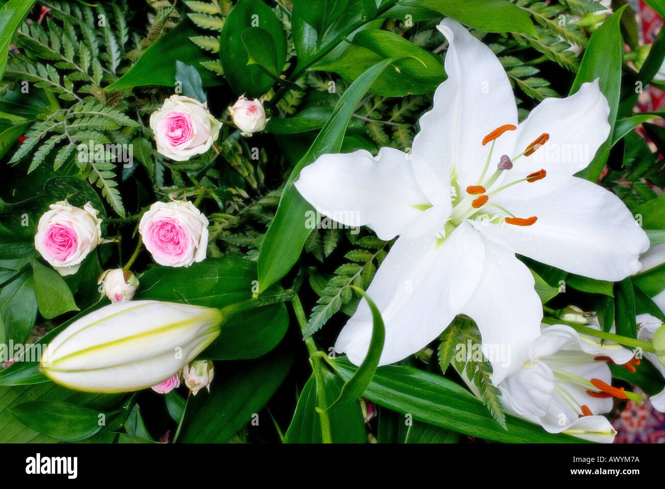 Pink roses and lilly buds hi-res stock photography and images - Alamy