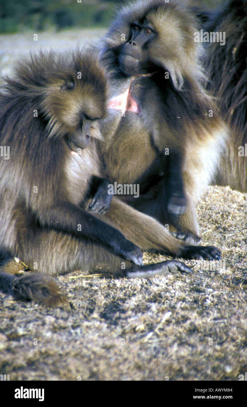 Gelada monkeys group hi-res stock photography and images - Alamy