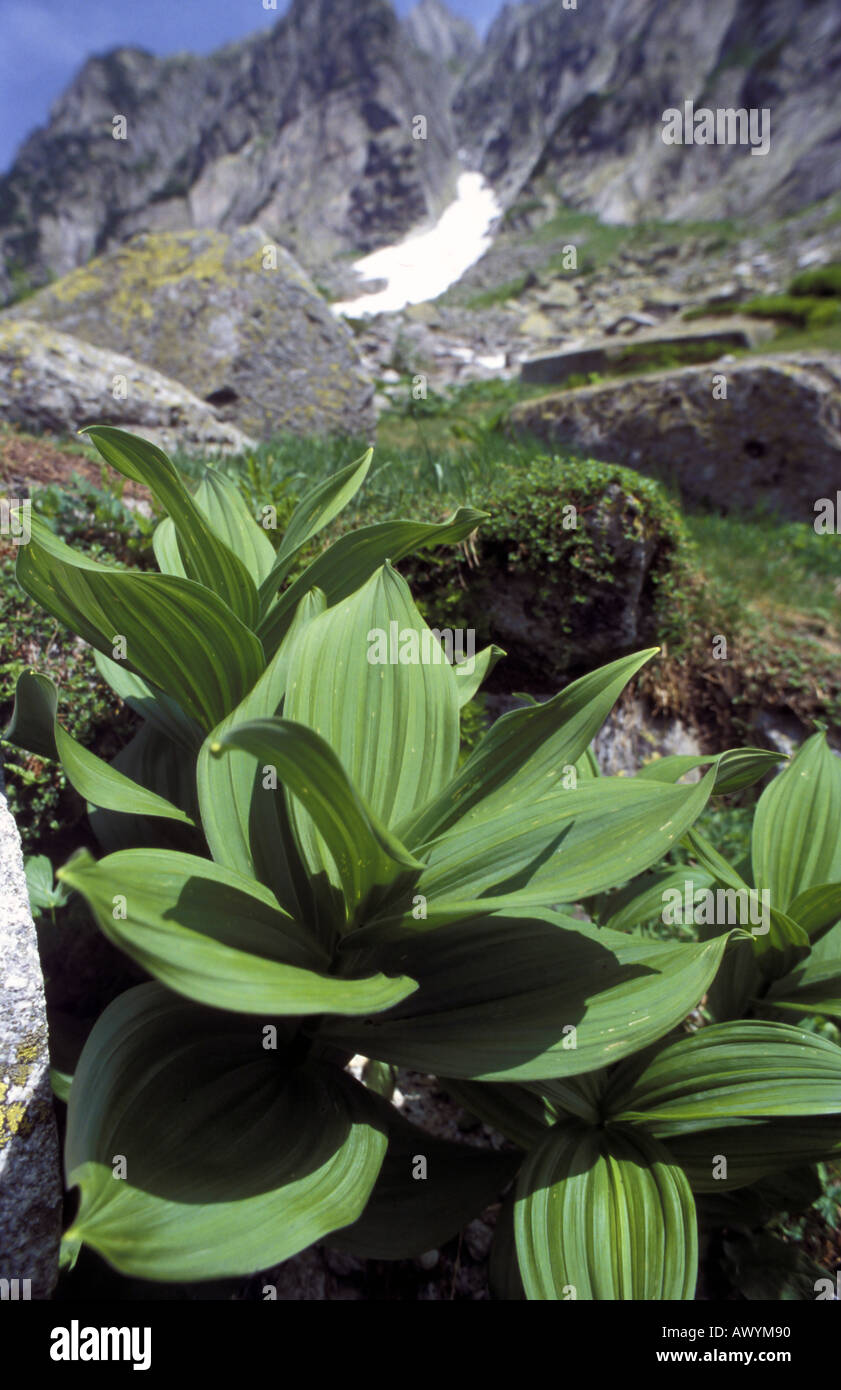 Alpine climates hi-res stock photography and images - Alamy