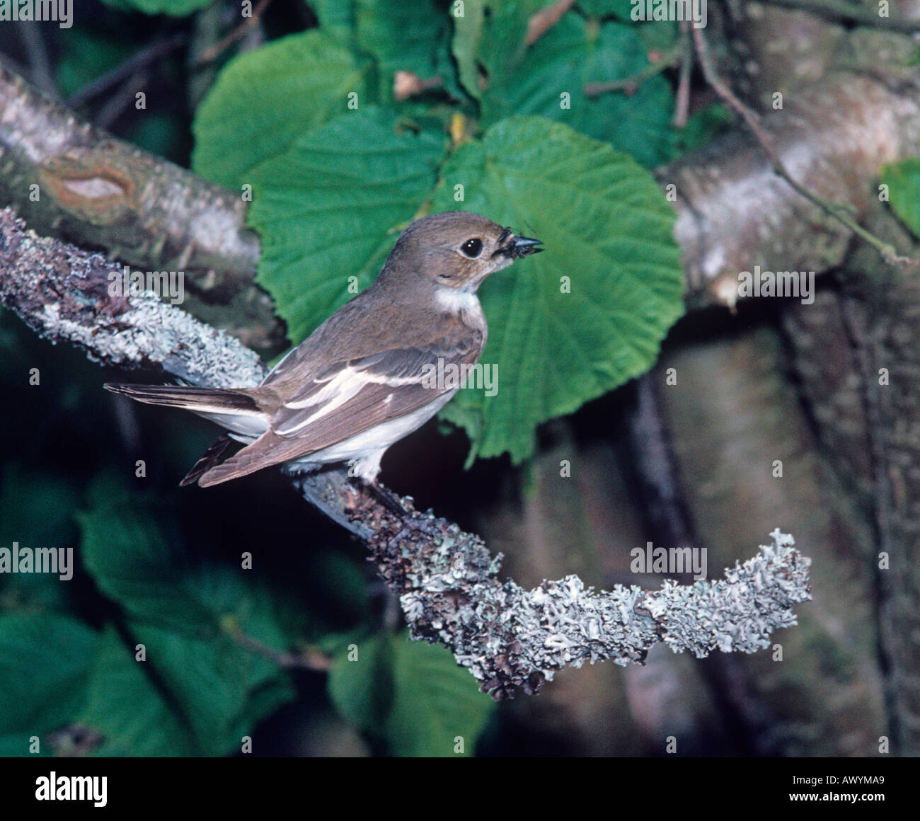 Pied flycatcher nest hole hi-res stock photography and images - Alamy