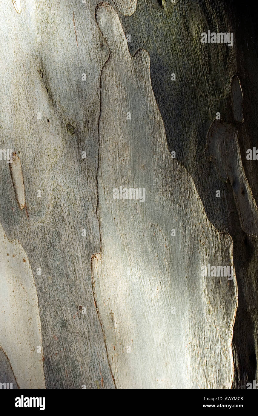 Shades of grey - flaking bark on ornamental tree Stock Photo - Alamy