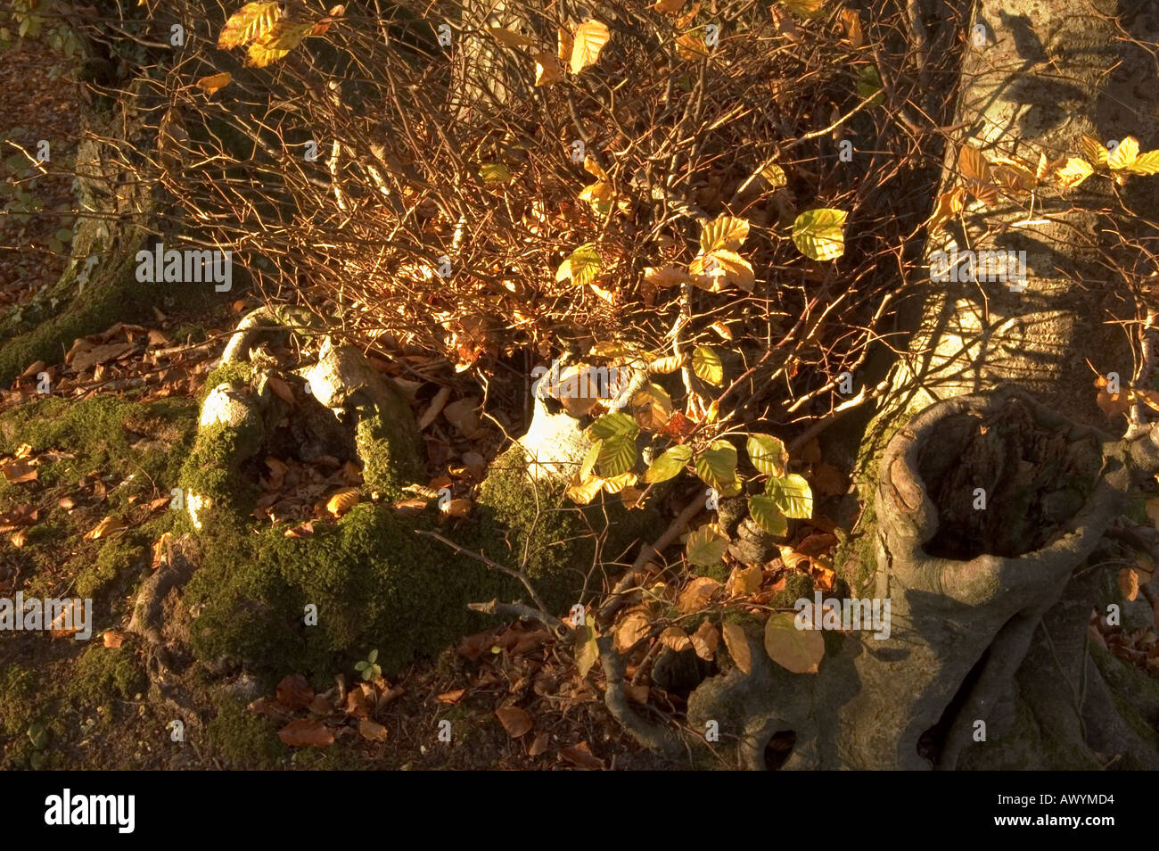 Beech stumps hi-res stock photography and images - Alamy