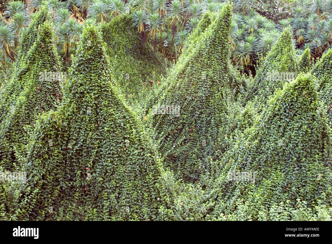 Spiky evergreen shrubs making miniature peaks Stock Photo - Alamy