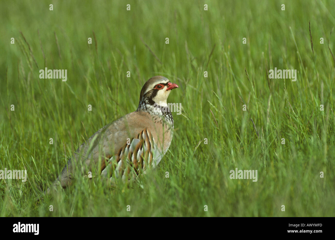 Covey of red legged partridge hi-res stock photography and images - Alamy
