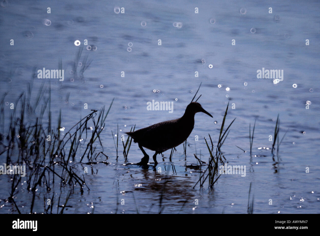 California clapper rail hi-res stock photography and images - Alamy