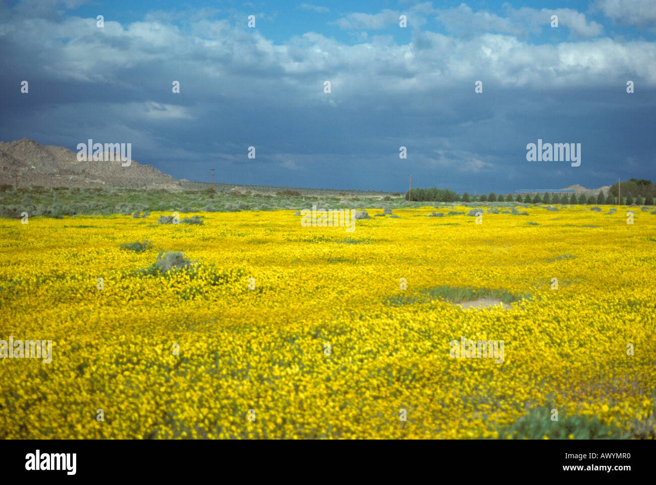 Goldfields mojave desert california hi-res stock photography and images ...