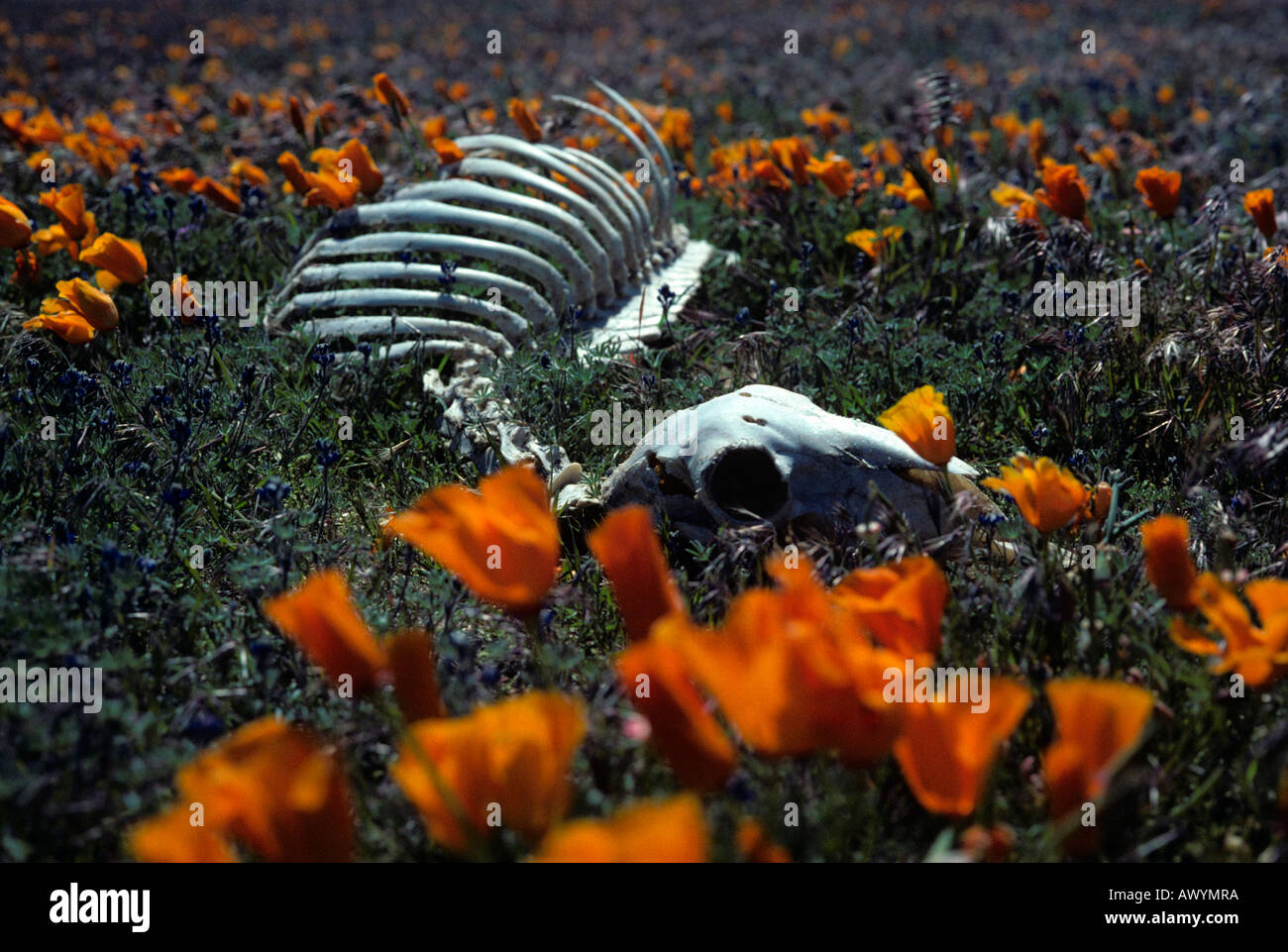 Bones poppies wildflowers hi-res stock photography and images - Alamy