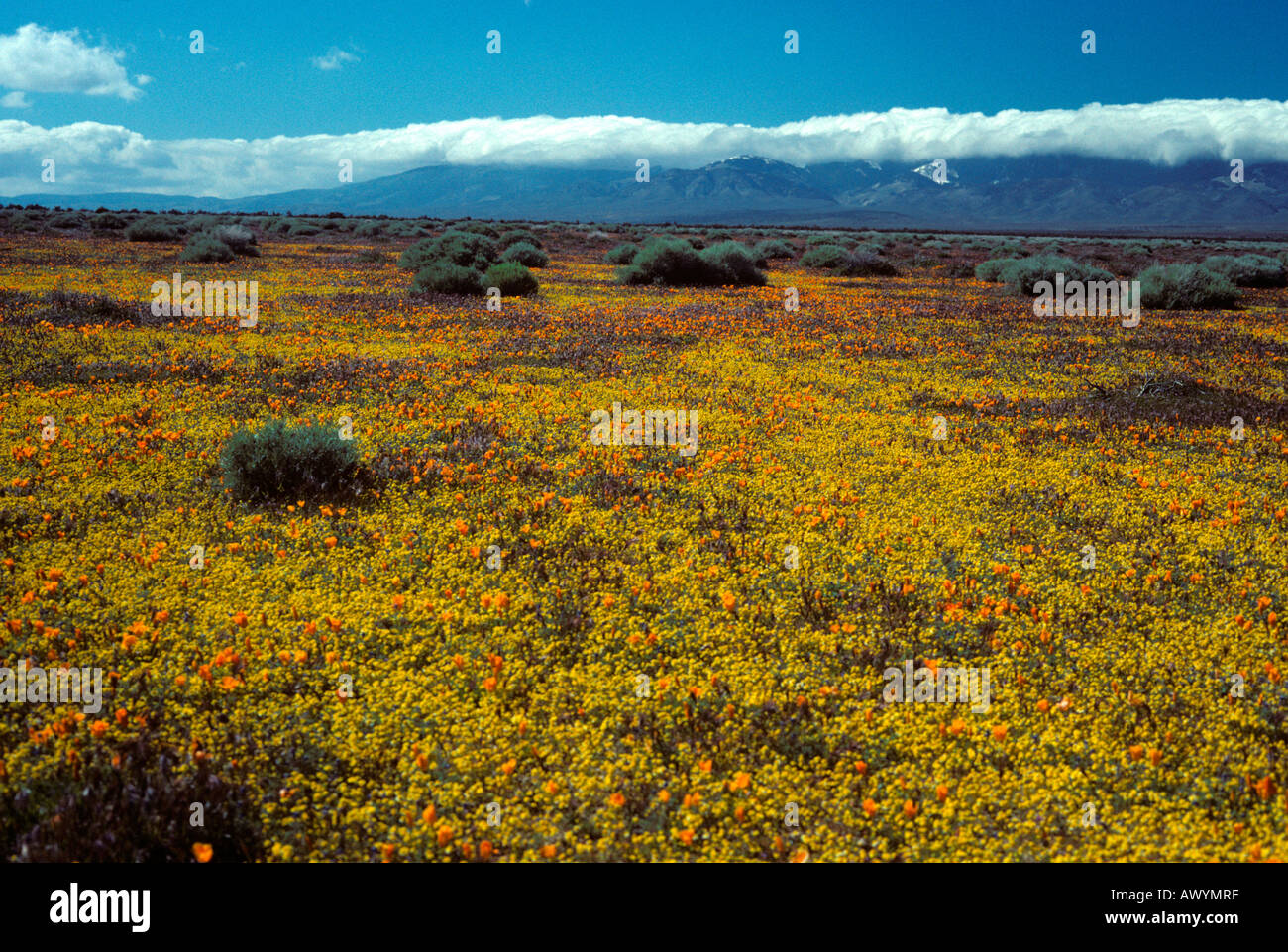 Desert wildflowers. Mojave Desert, California. Goldfields and poppies ...