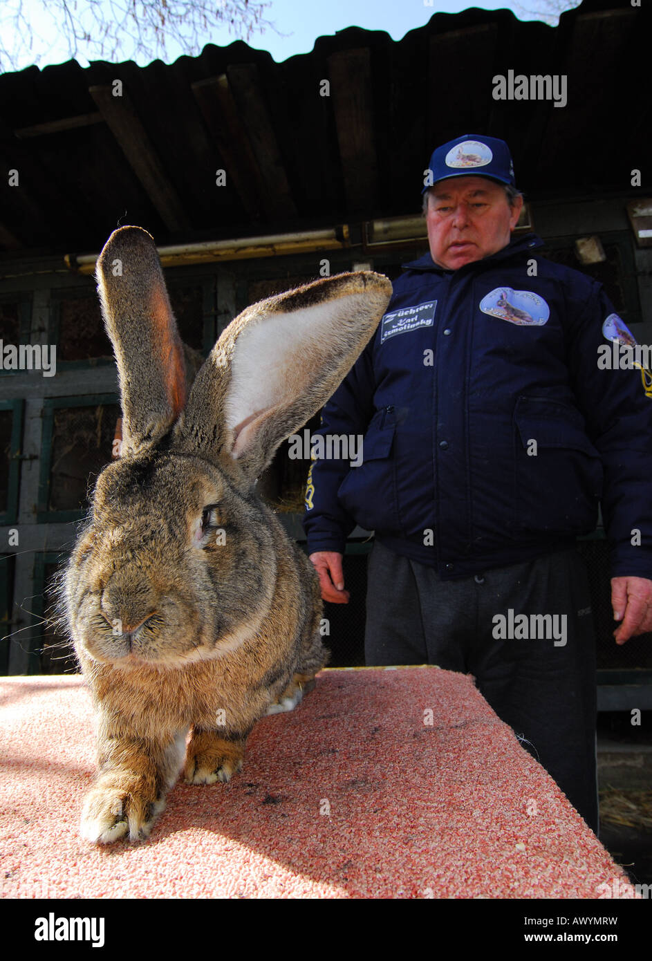German rabbit breeder Karl Szmolinsky with his giant rabbit Robert II ...