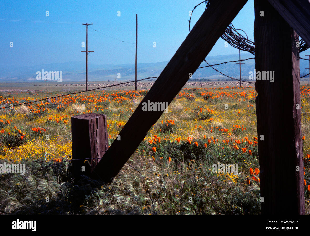Mojave desert in spring hi-res stock photography and images - Alamy