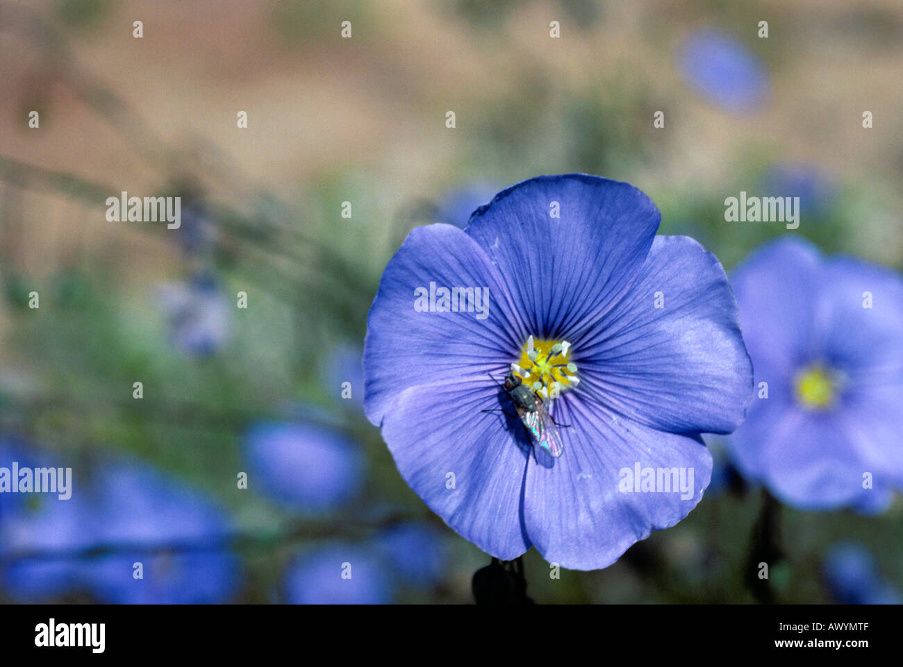 Blue Flax and fly. Flower is native to California Stock Photo - Alamy
