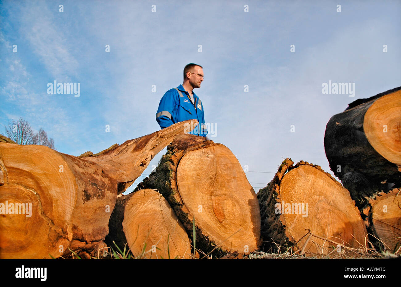 Pile logs from cut hi-res stock photography and images - Alamy